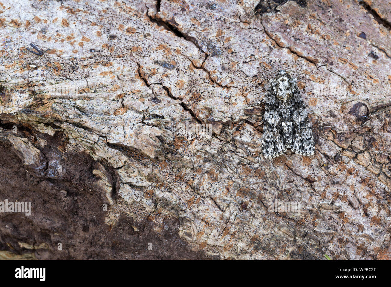 Knot grass Acronicta rumicis, imago, resting on textured wood, Middle ...