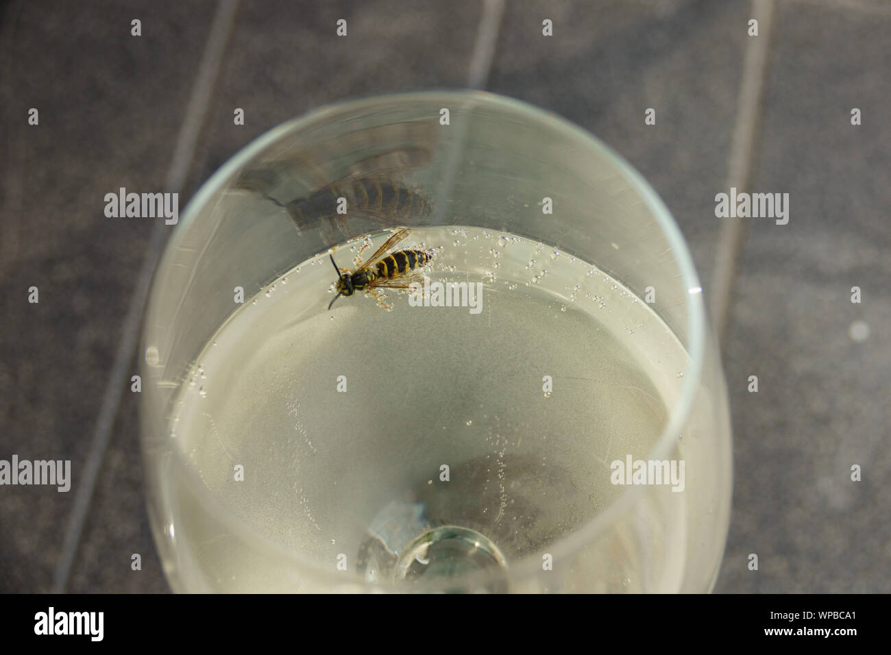 Wasp in alcoholic drink hi-res stock photography and images - Alamy