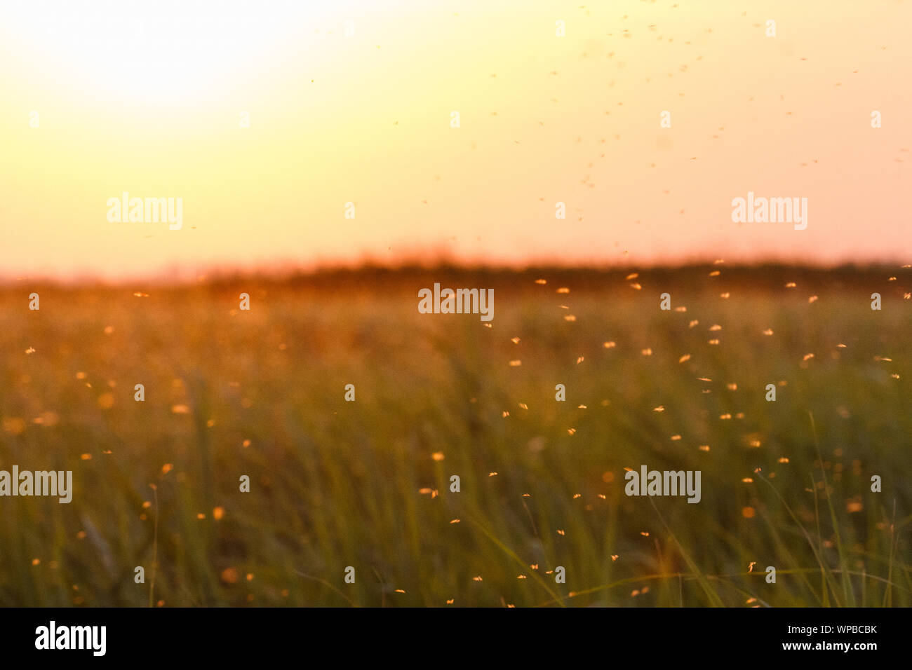 Mosquitos hi-res stock photography and images - Alamy