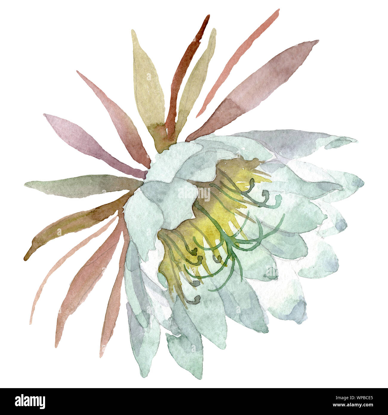 Kadupul Flower Wallpaper