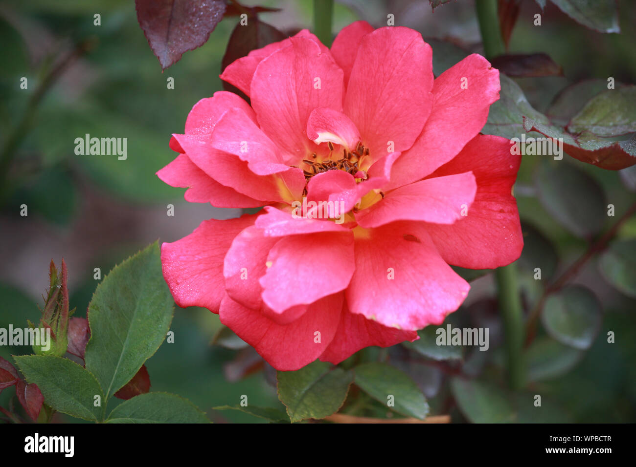 Rosa 'Peach Beauty' - hybrid tea rose Stock Photo - Alamy