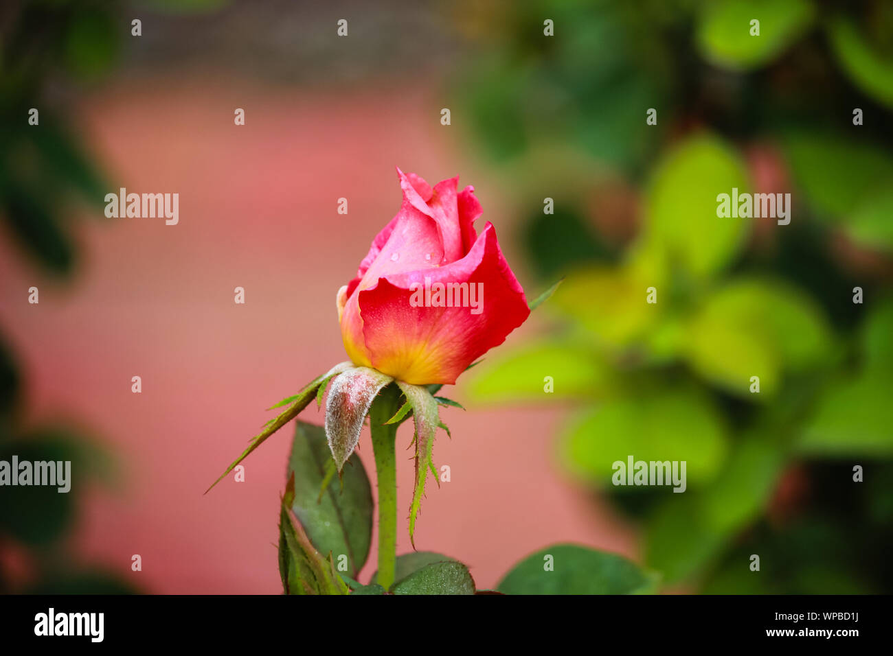 Rosa 'Peach Beauty' - hybrid tea rose Stock Photo - Alamy