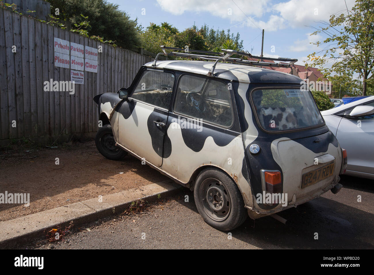 Mini cow hi-res stock photography and images - Alamy