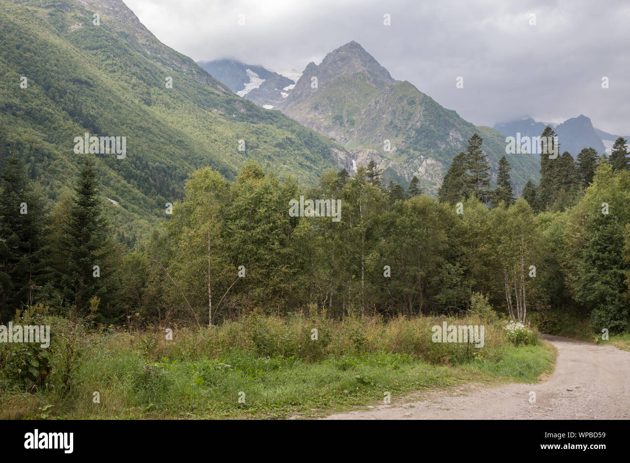 Panorama view of deep forest scene in national park of Dombay, Caucasus ...