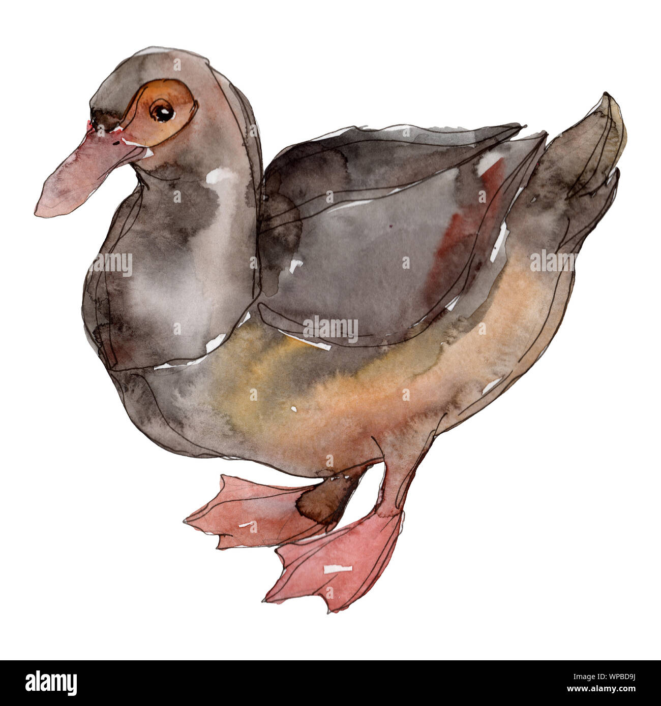Duck farm animal isolated. Watercolor background illustration set ...