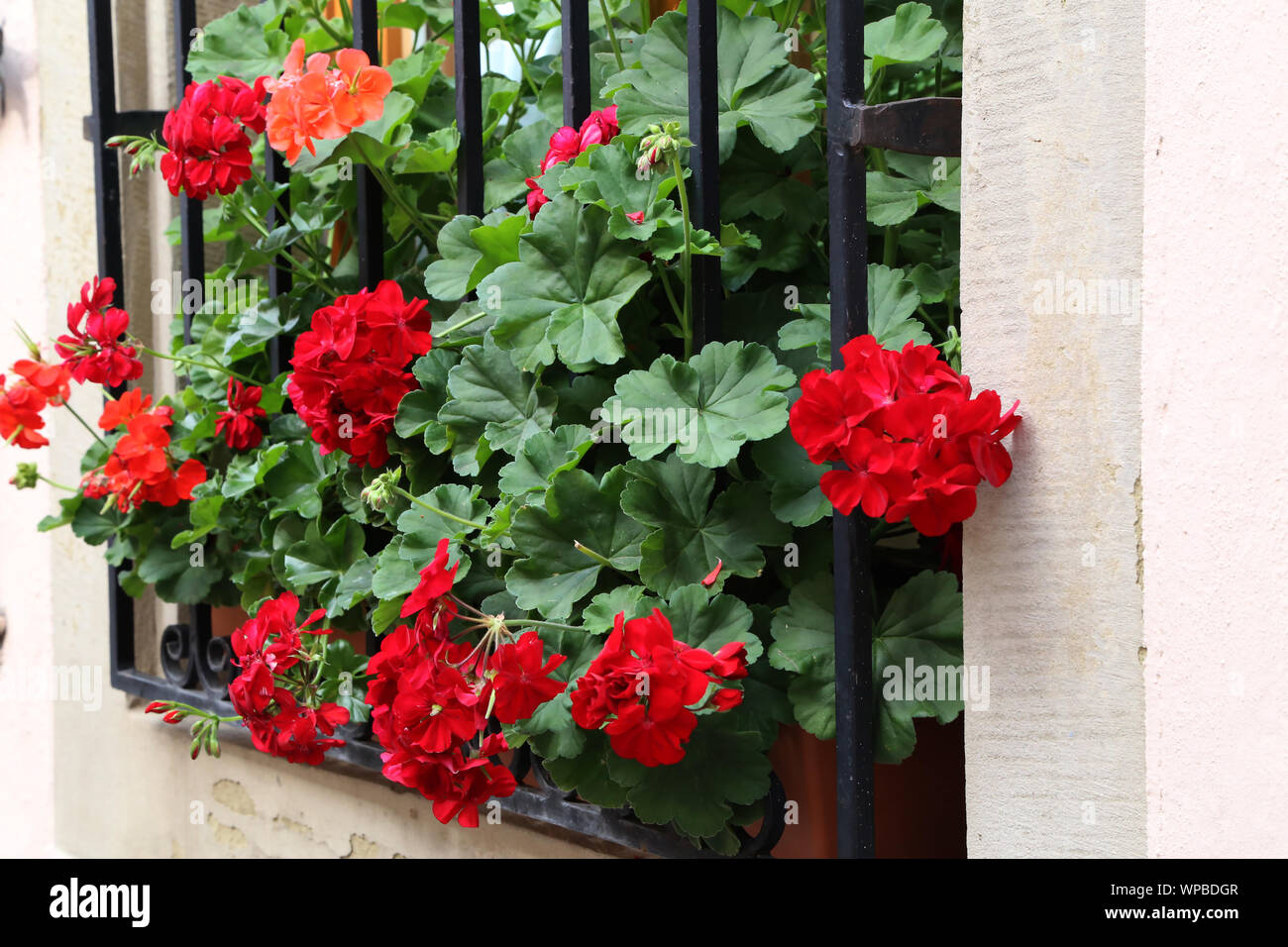 Beautiful bright geranium blooms on the windowsill Stock Photo - Alamy