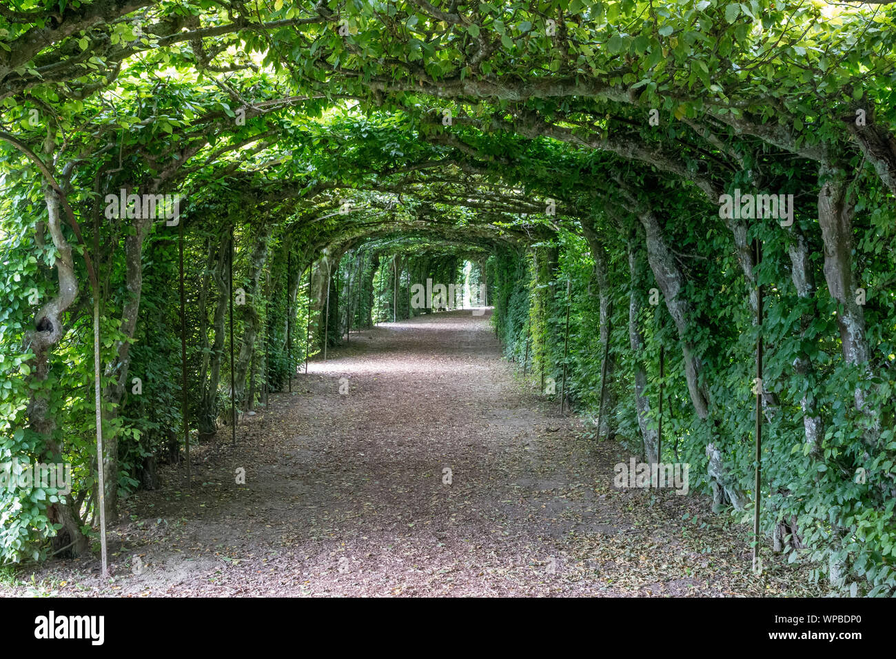 A walk in the green park, around the branch of leaves and green trees ...