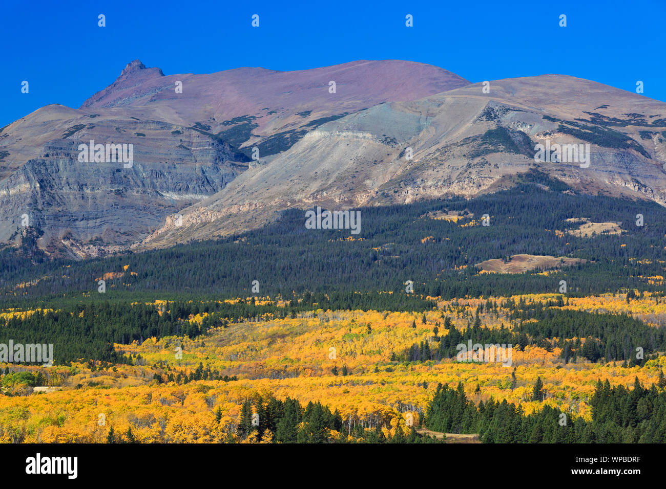 mountain peaks of glacier national park and aspen in fall color above ...