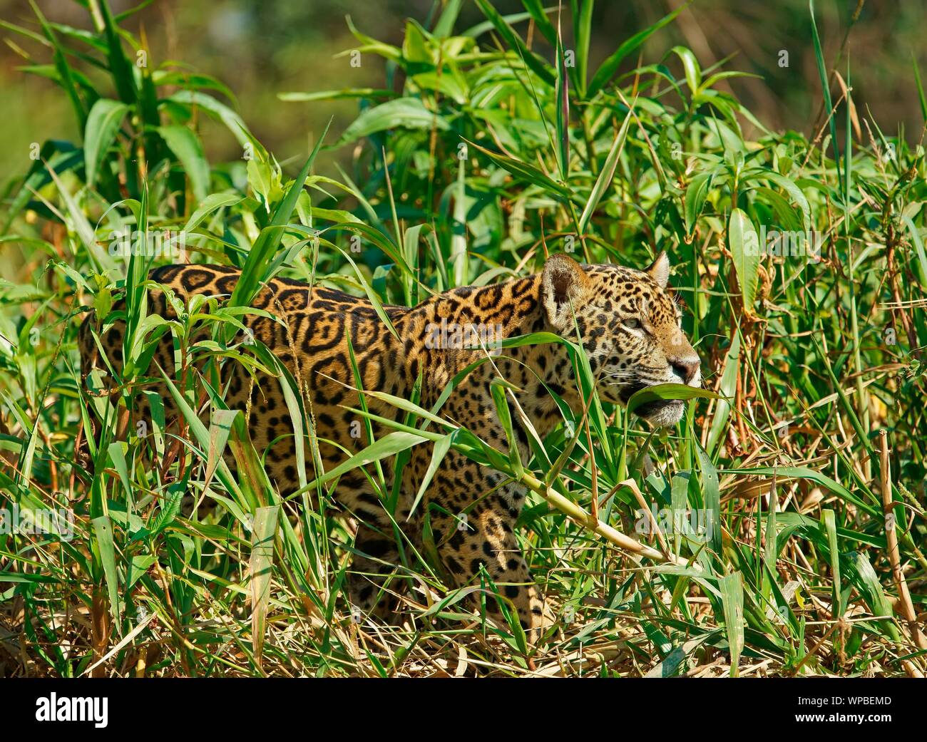 Jaguar (Panthera onca) looking out of reeds, Pantanal, Mato Grosso ...