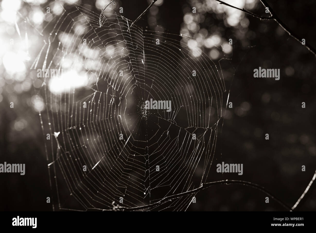 Old Spider Web, Spider Web with Lensflare, black and white, abstract ...