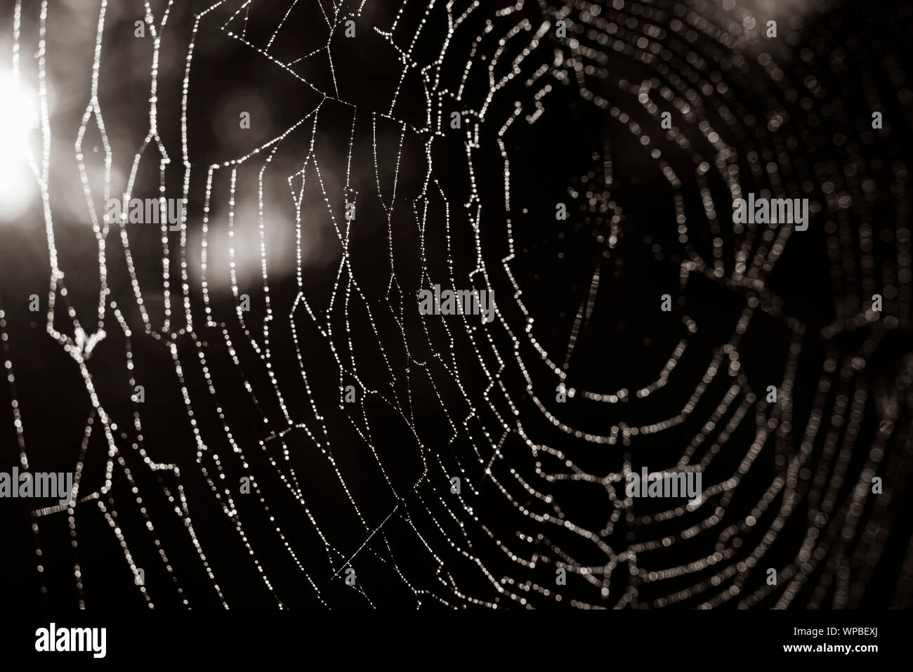 Old Spider Web, Spider Web with Lensflare, black and white, abstract ...
