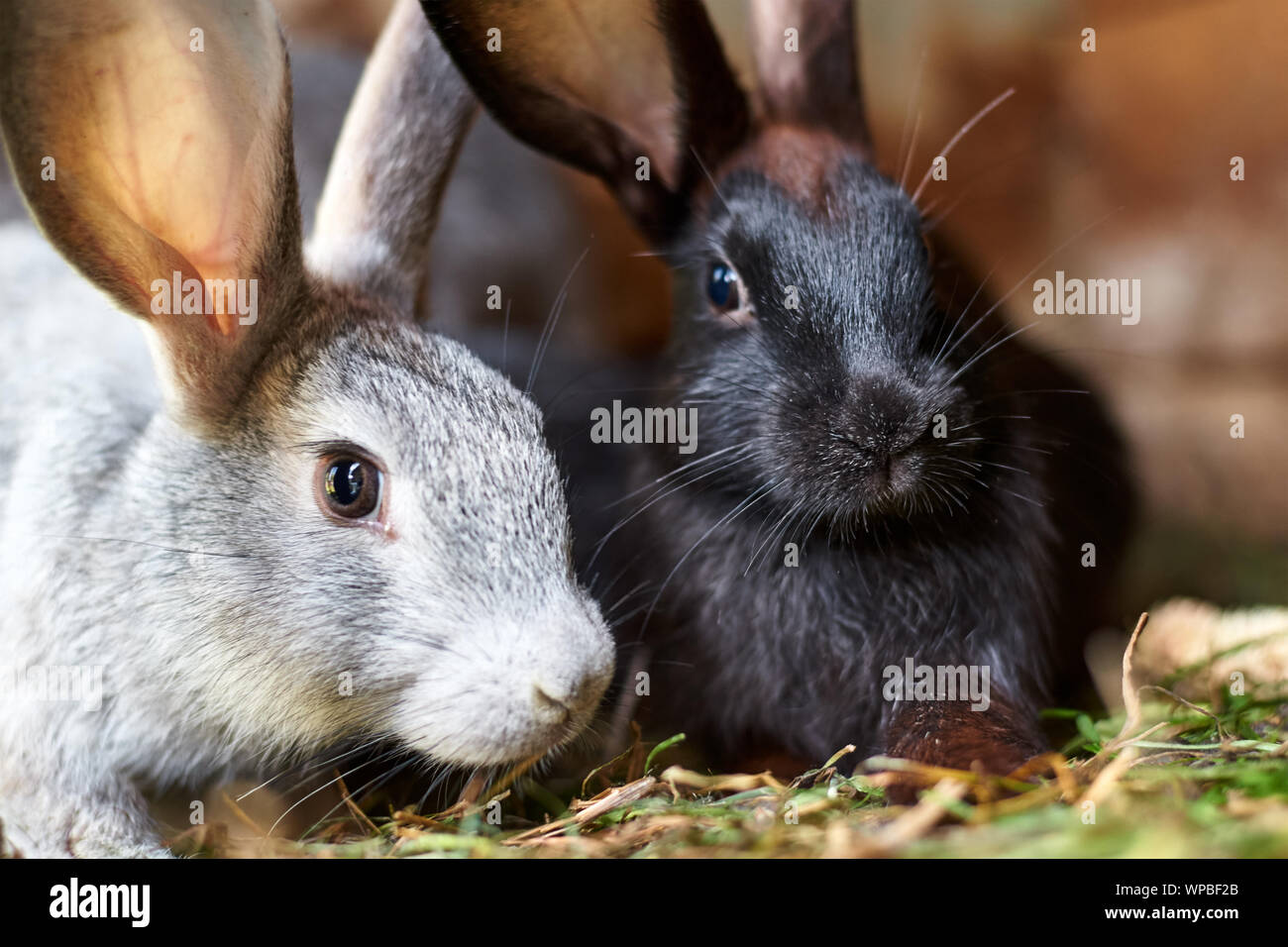 Gray and black bunny rabbits eating grass, close up Stock Photo - Alamy