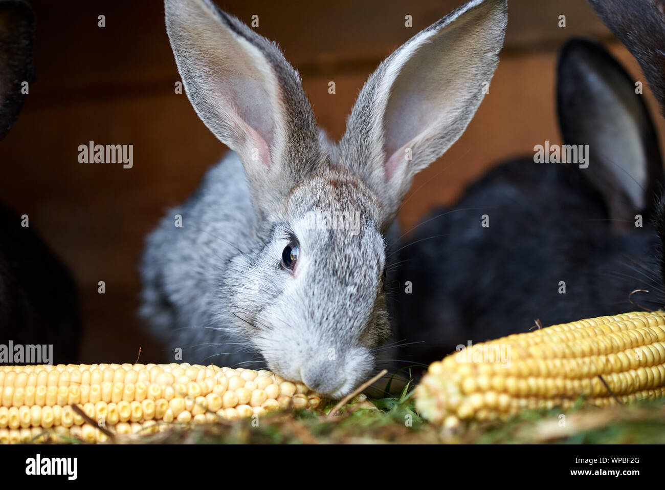 Gray and black bunny rabbits eating ear of corn, close up Stock Photo ...