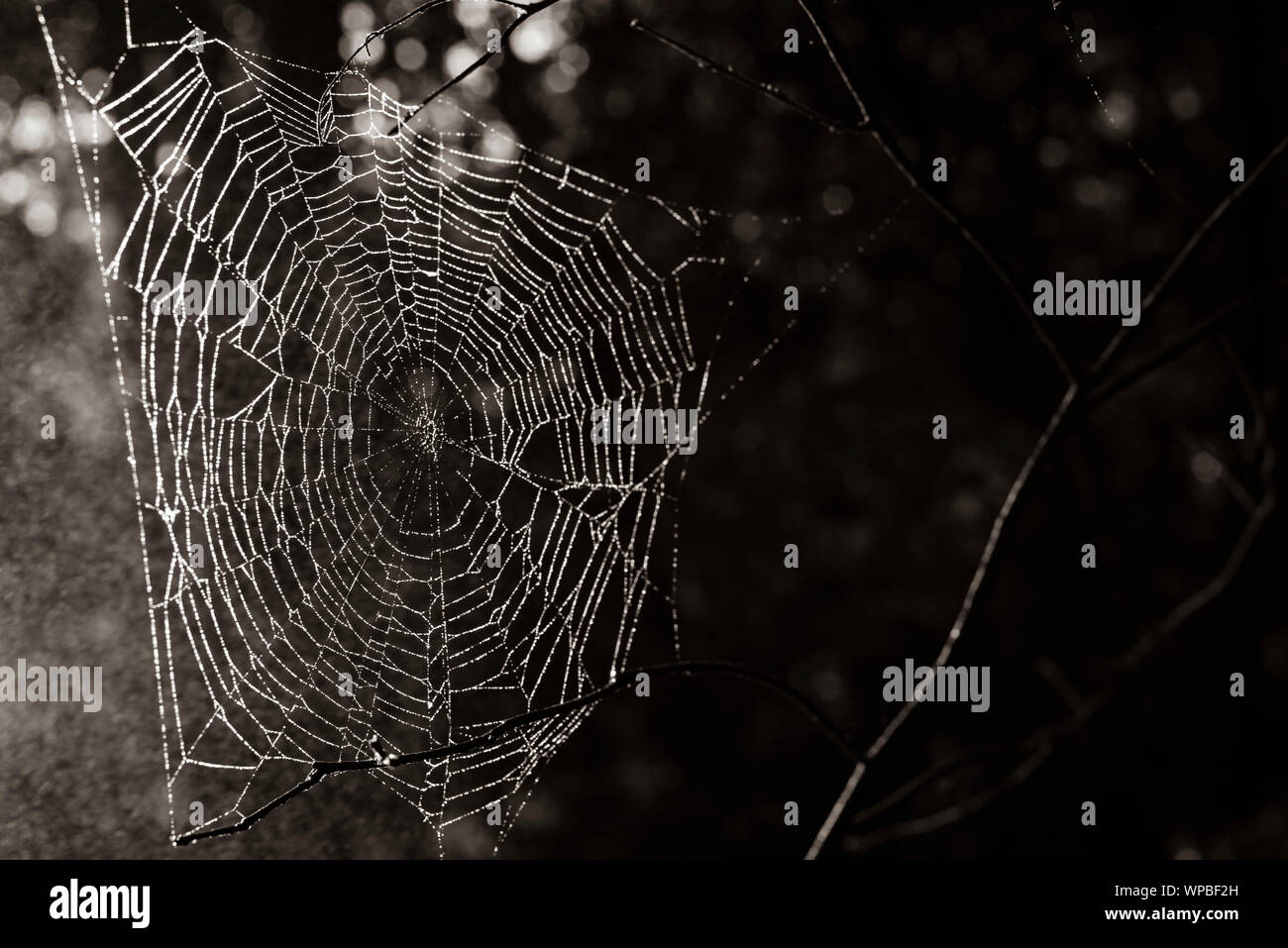 Old Spider Web, Spider Web with Lensflare, black and white, abstract ...