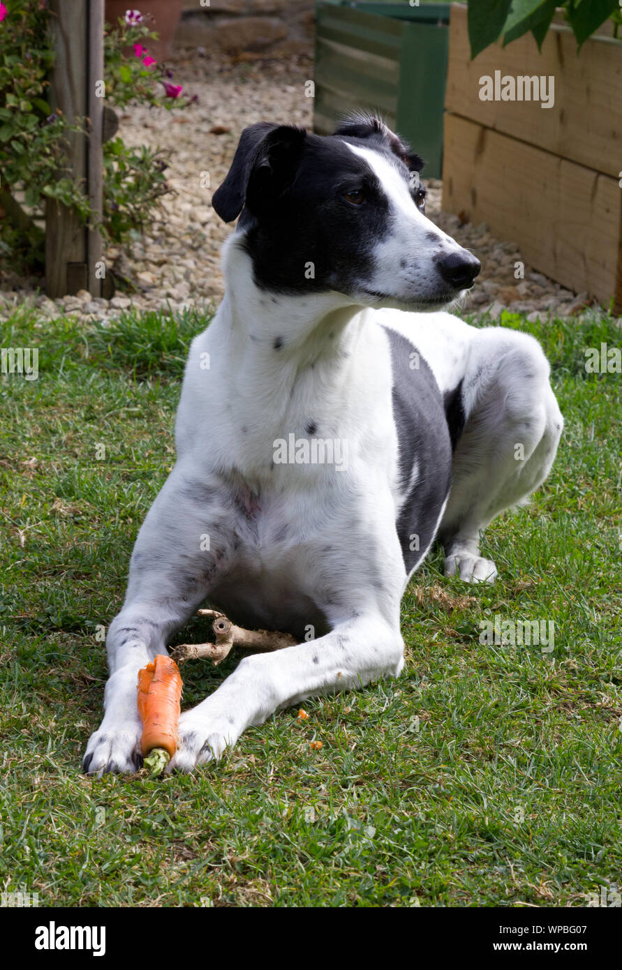 Black lurcher hi-res stock photography and images - Alamy