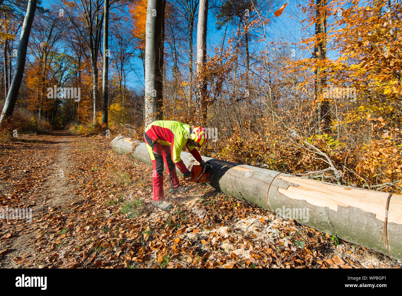 Lumberjack with chain saw working in forest Stock Photo - Alamy
