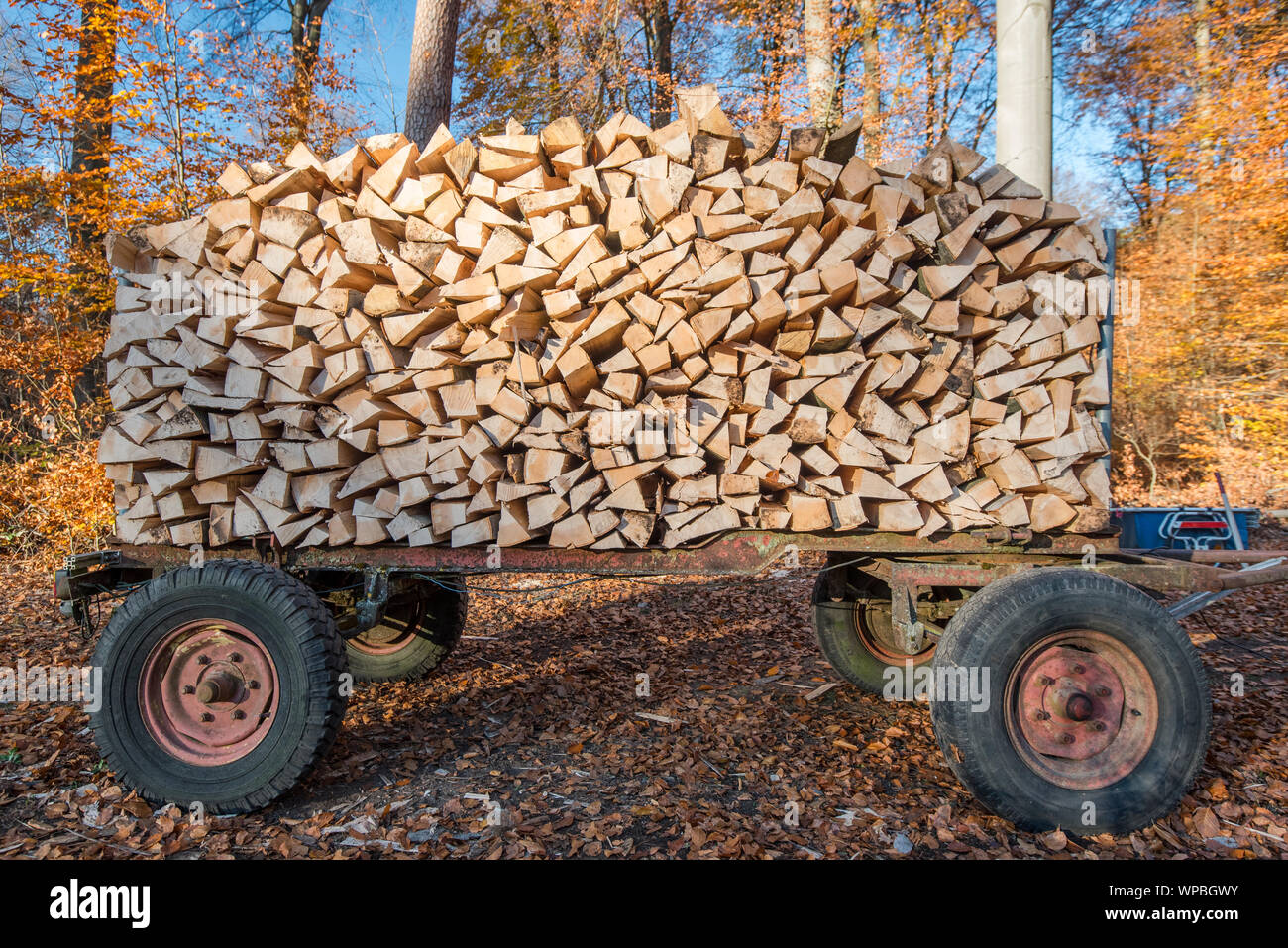 trailer with fresh splitted beech fire wood Stock Photo - Alamy