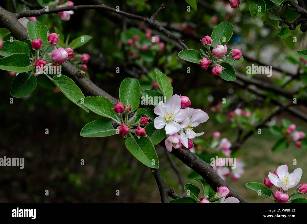 Apple leaflet hi-res stock photography and images - Alamy