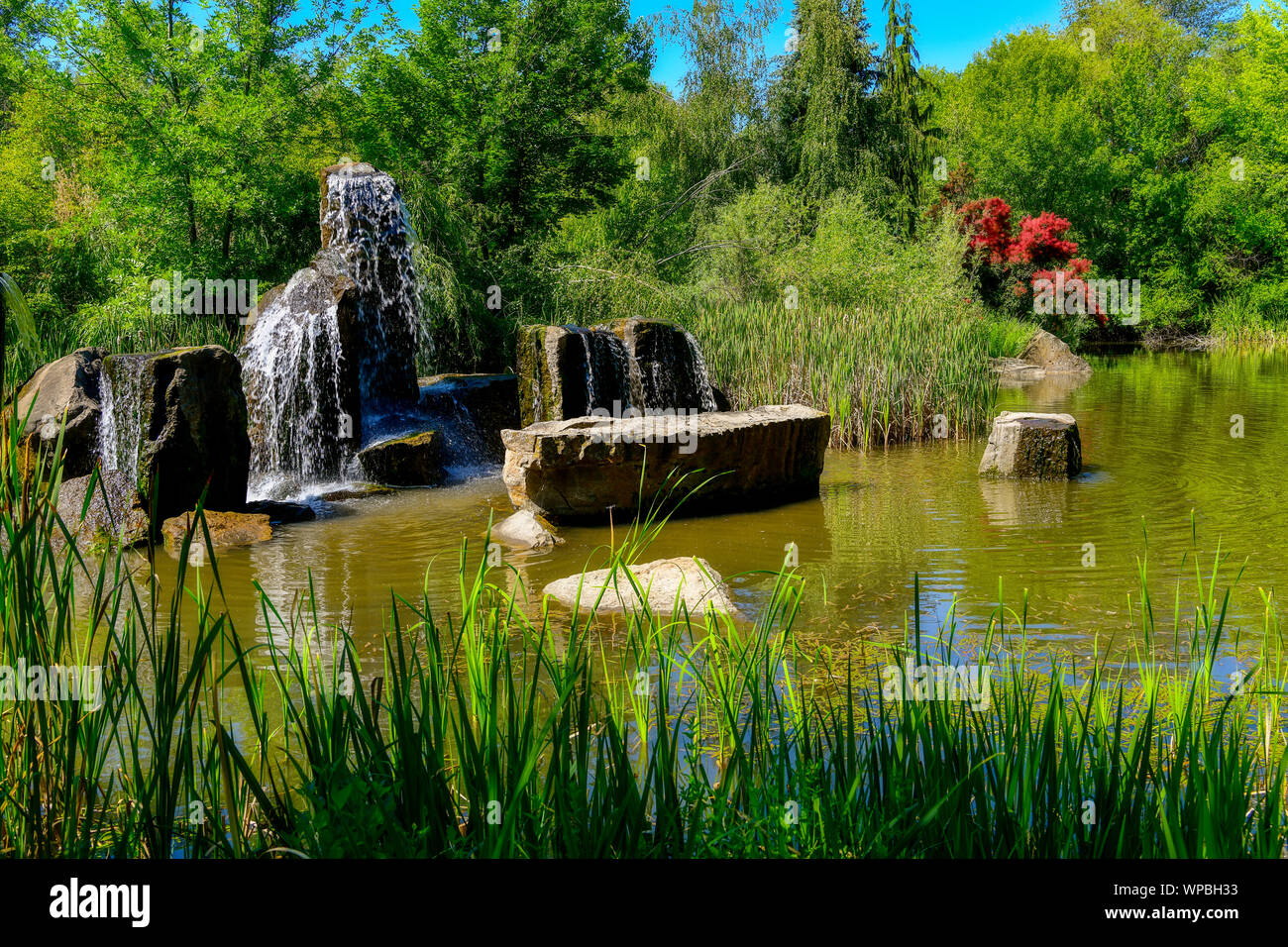 Water pond with a red tree and rock fountain Stock Photo - Alamy