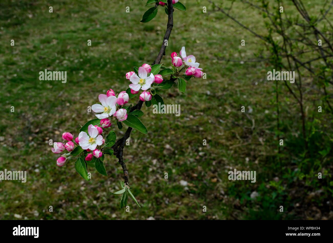 Apple leaflet hi-res stock photography and images - Alamy