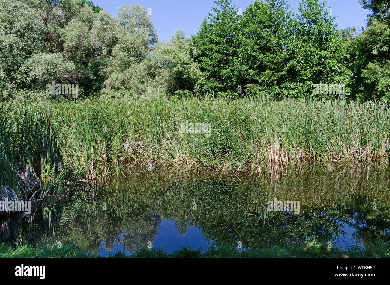 Summer green forest and reed or rush with reflection in the lake, South ...