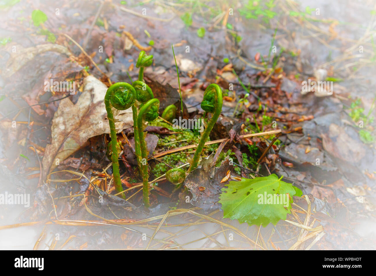 Fern begins to grow in the forest in early spring Stock Photo - Alamy