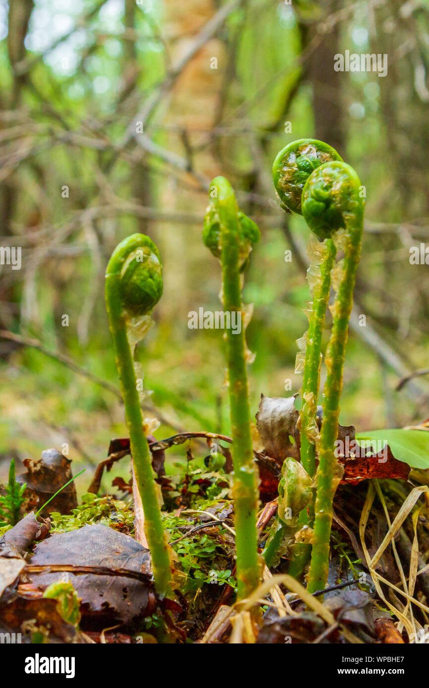 Fern begins to grow in the forest in early spring Stock Photo - Alamy