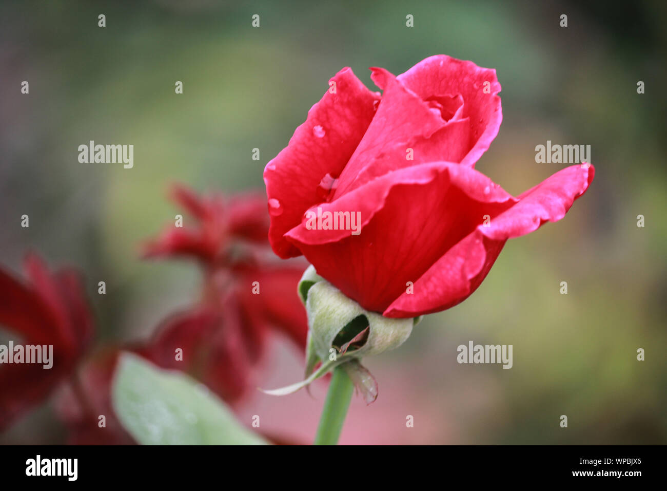 David austin rose the prince hi-res stock photography and images - Alamy