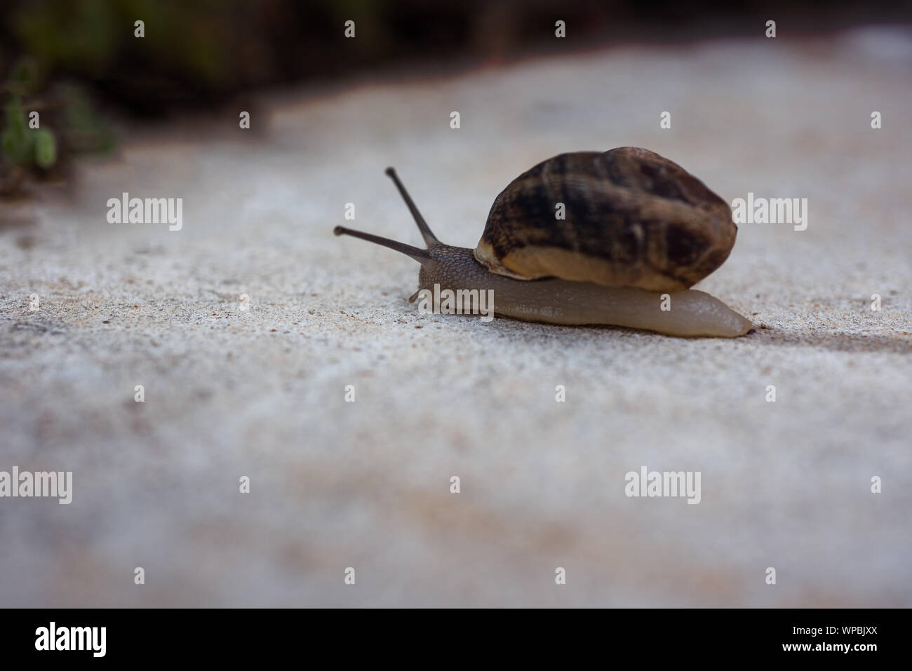 Slowly moving burgundy snail hi-res stock photography and images - Alamy