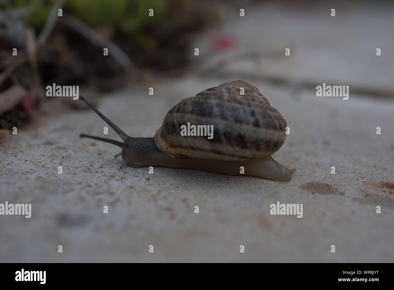 Snail moving slowly to its goal Stock Photo - Alamy