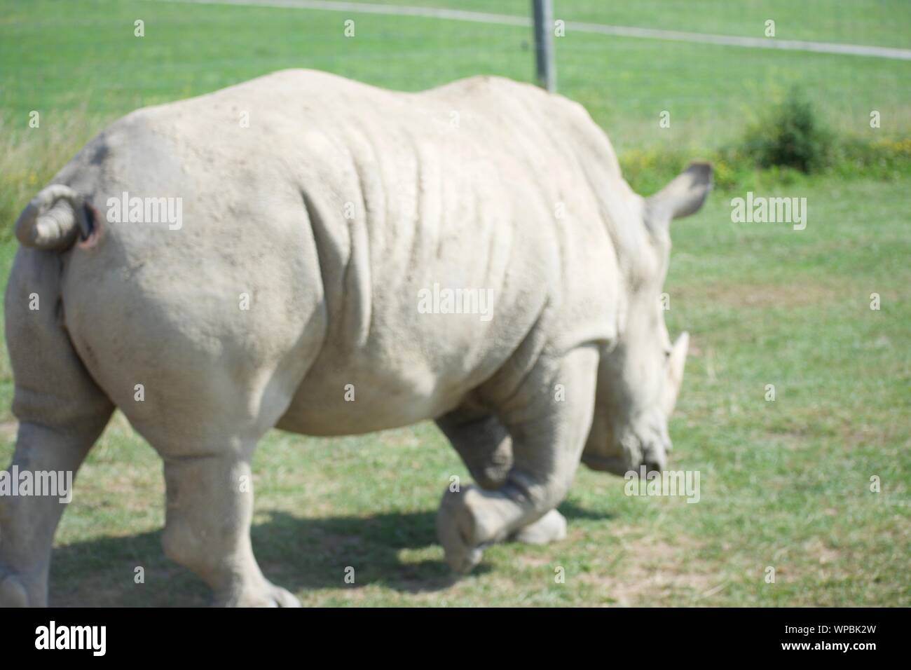 Single White Rhino at The Wilds in Cumberland Ohio. Wide lipped ...