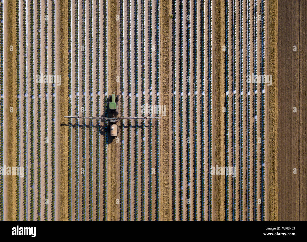 Aerial view of vegetable farm with tractor spraying perfect rows Stock ...