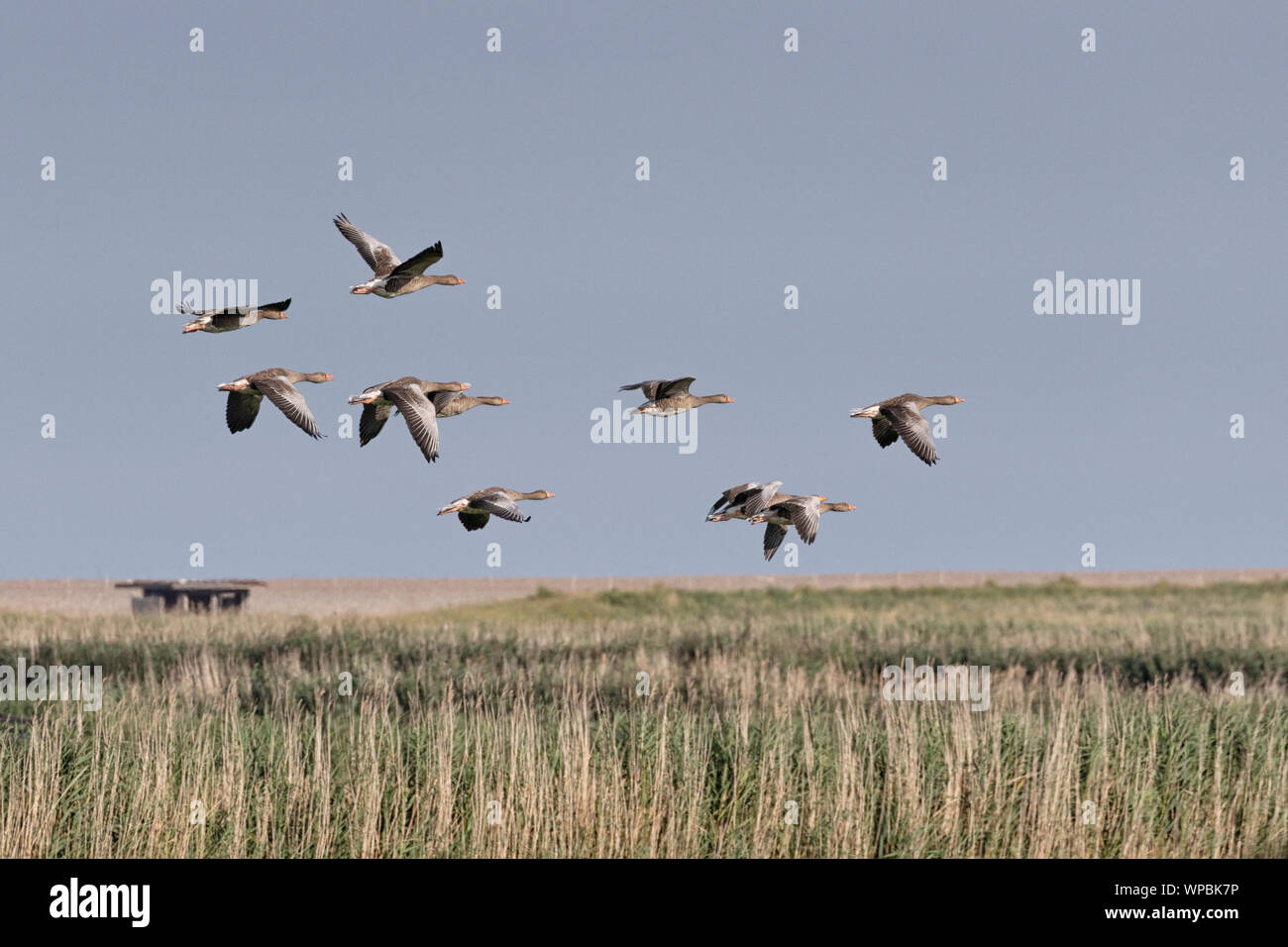 Whiffling geese hi-res stock photography and images - Alamy