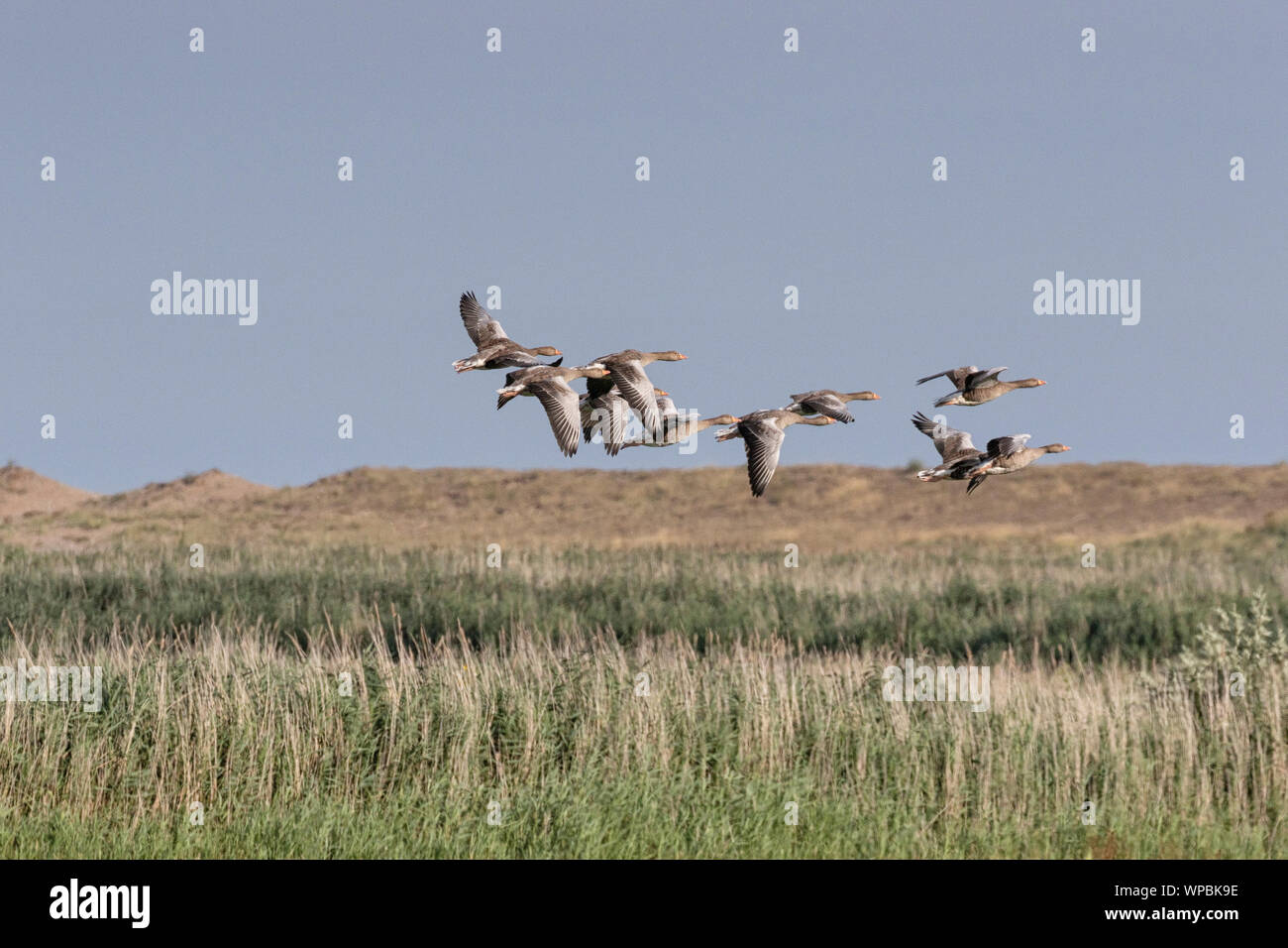 Whiffling geese hi-res stock photography and images - Alamy