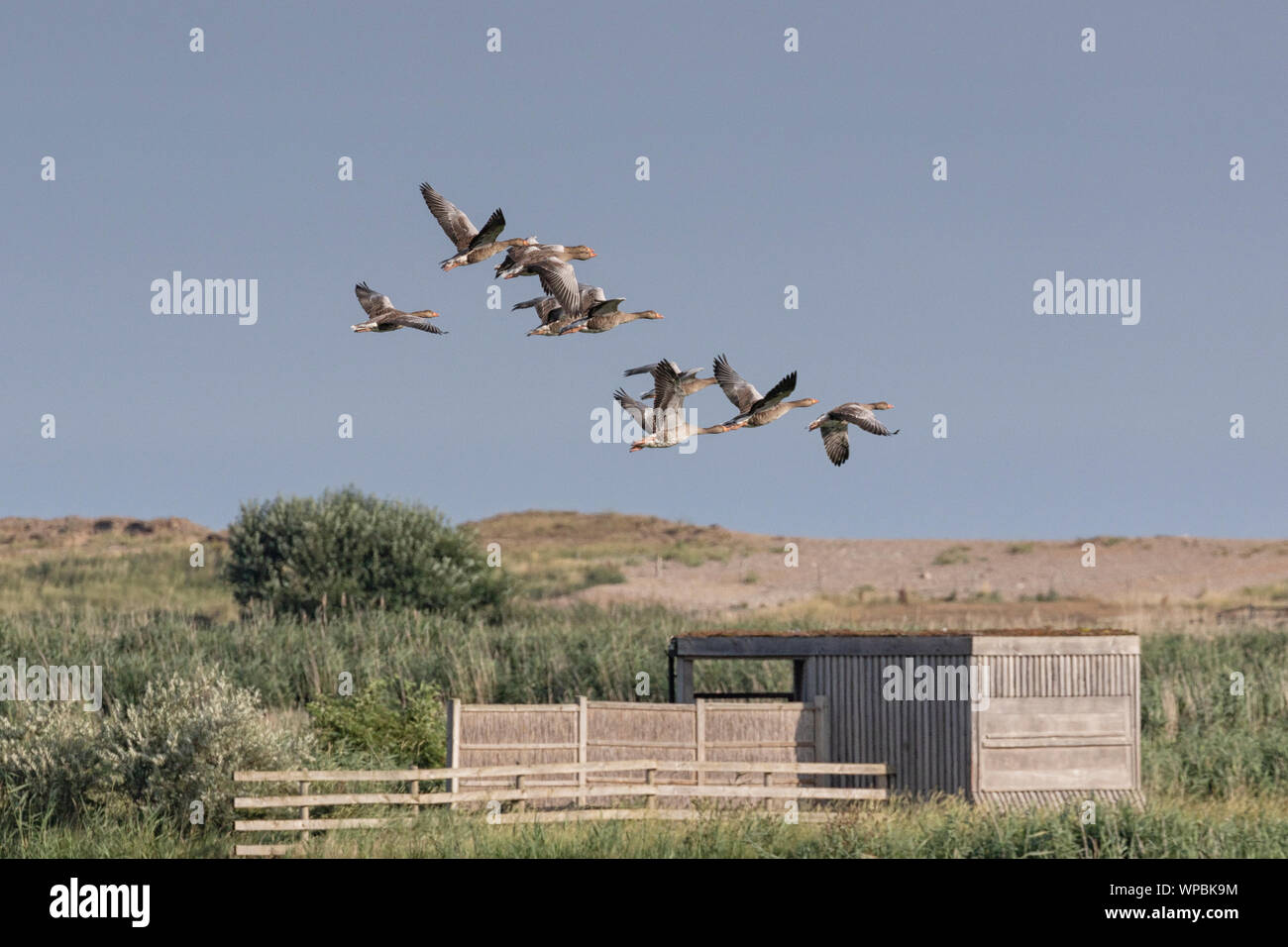 Whiffling geese hi-res stock photography and images - Alamy