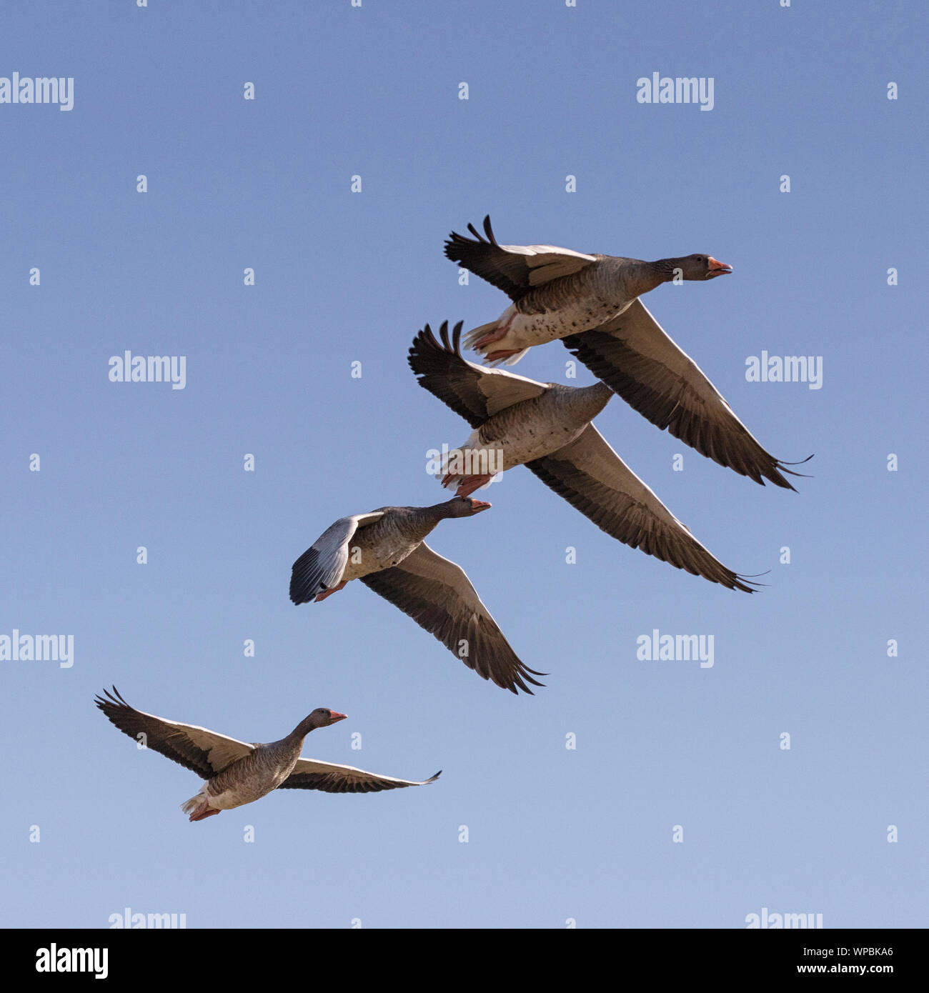 Whiffling geese hi-res stock photography and images - Alamy