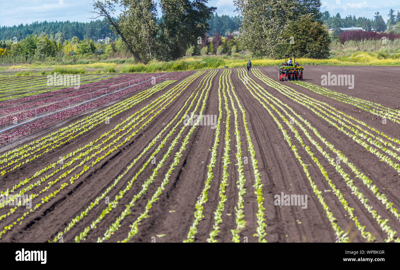 Agrarian plant hi-res stock photography and images - Alamy