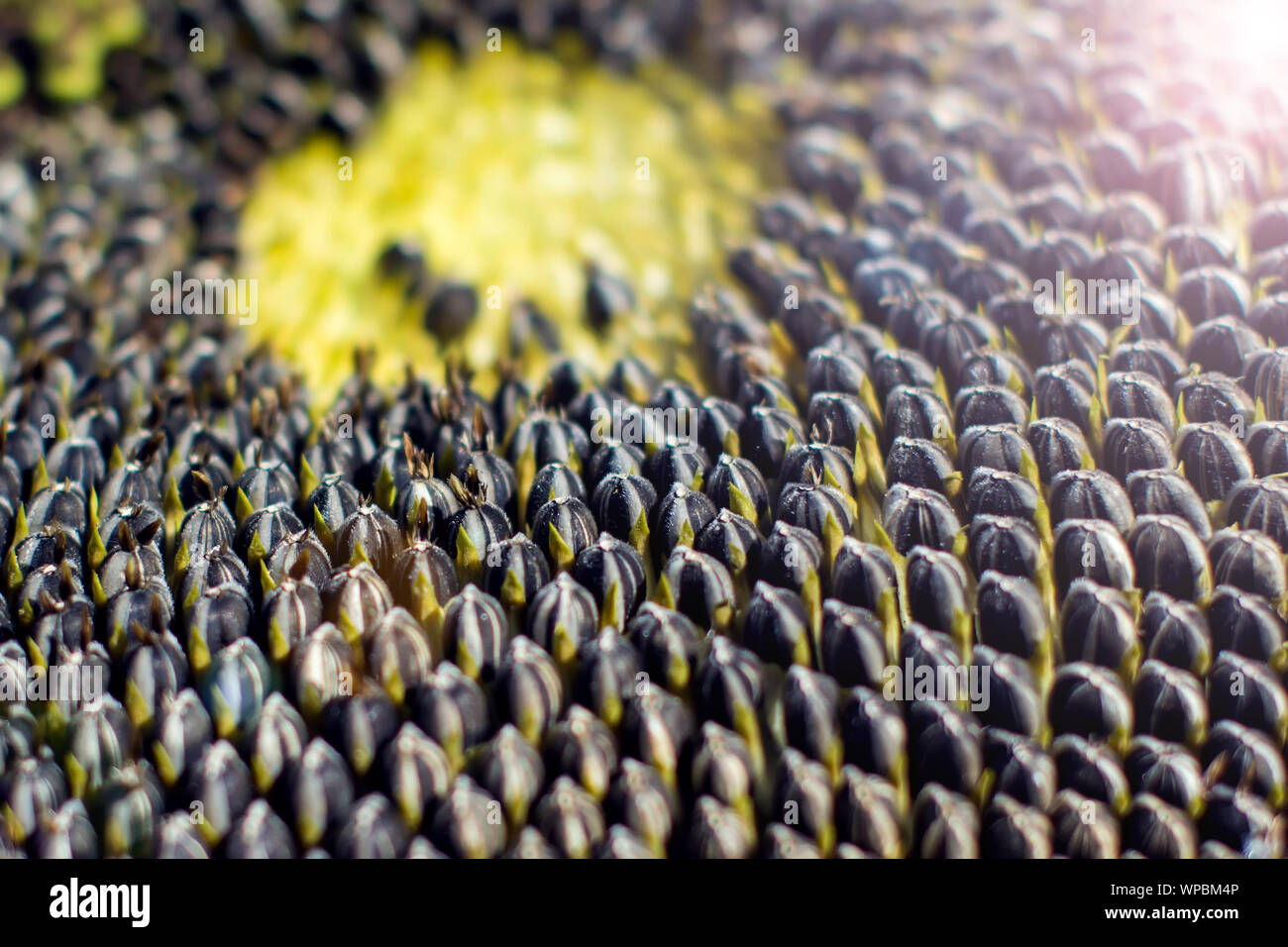 Sunflower seeds close up shot.Organic summer food concept Stock Photo ...
