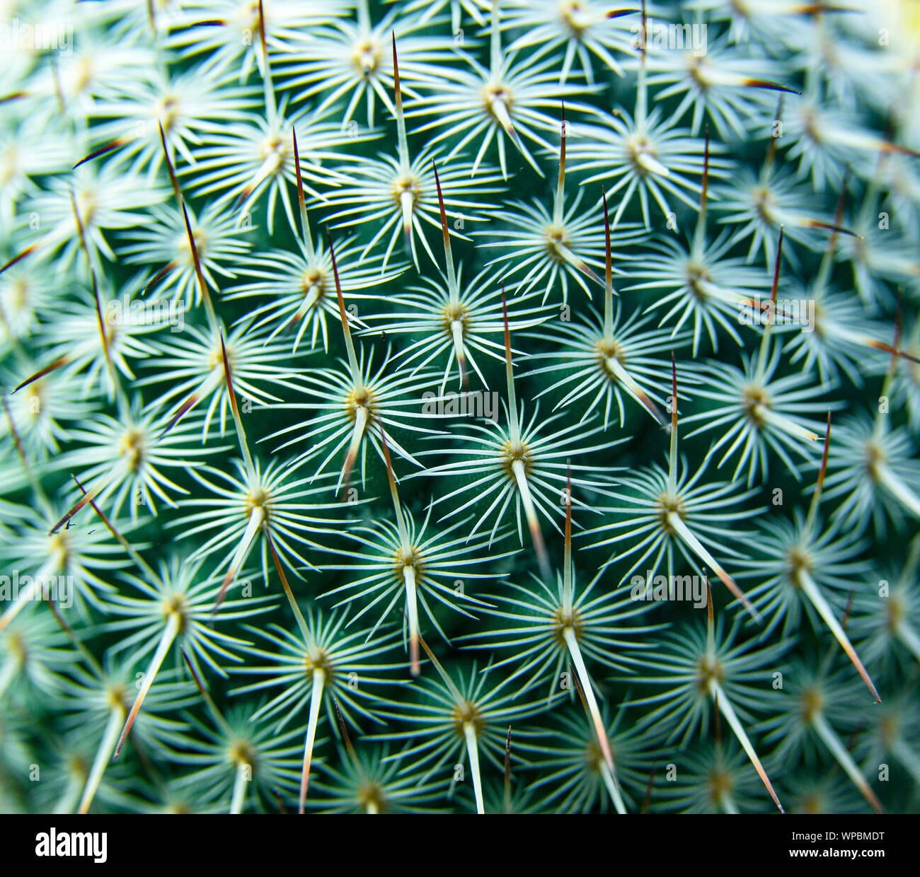Thorn cactus texture background hi-res stock photography and images - Alamy