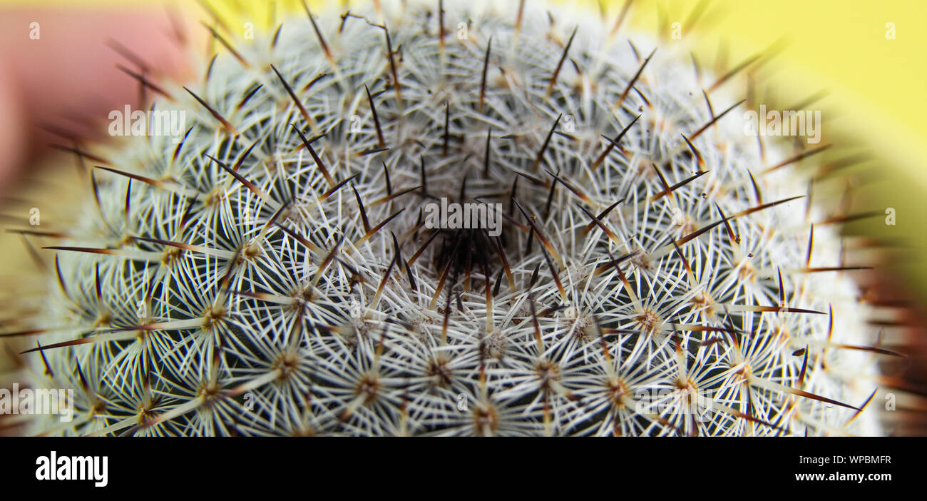 Thorn cactus texture background hi-res stock photography and images - Alamy