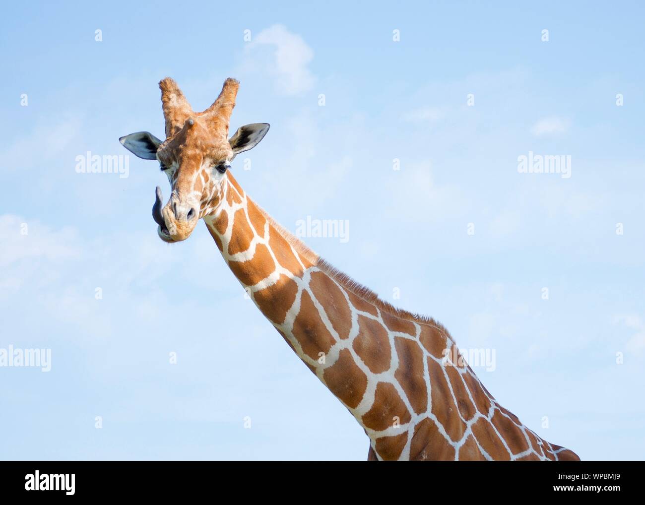 Unique spotted pattern hi-res stock photography and images - Alamy