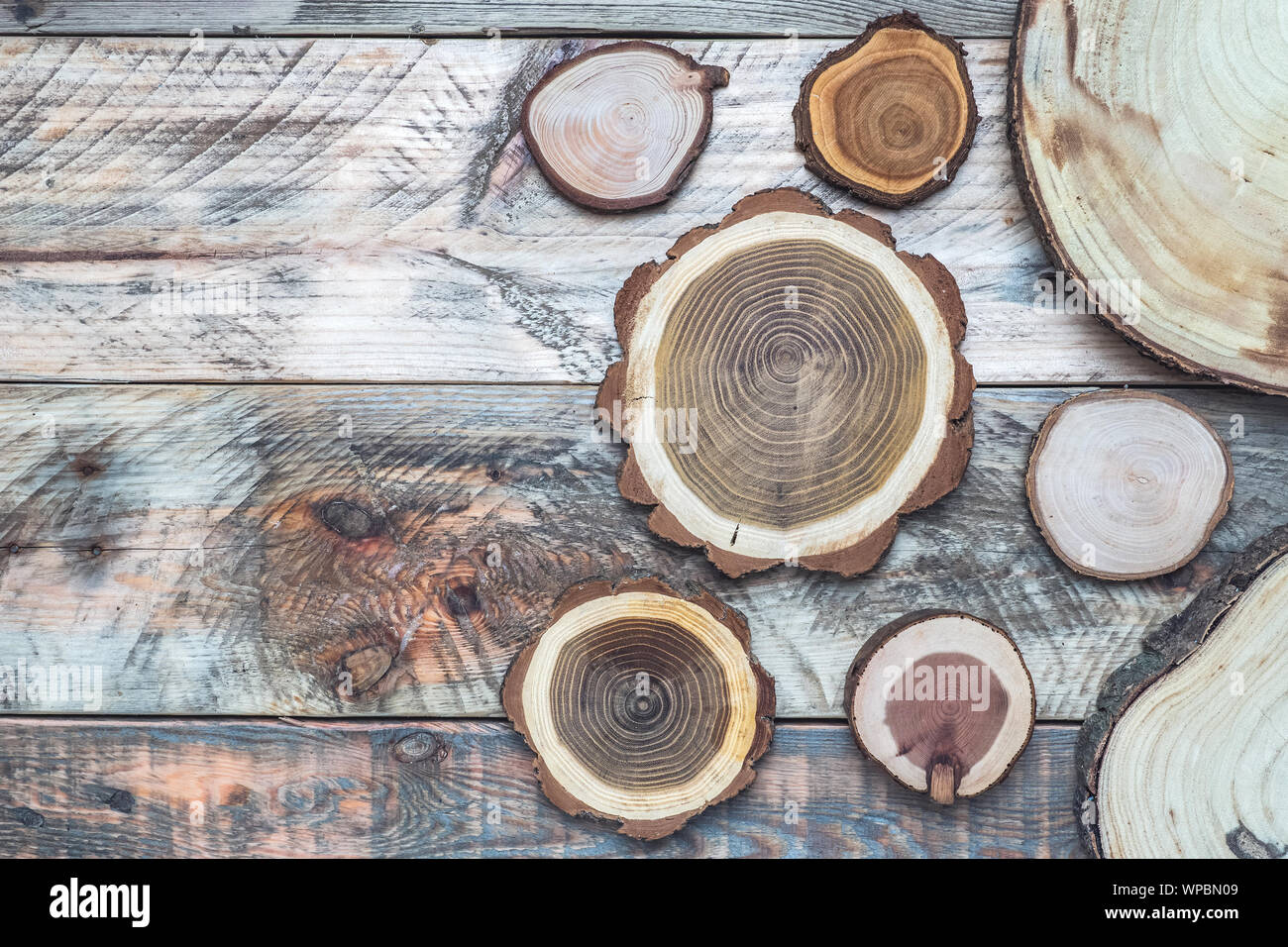 Tree slice hi-res stock photography and images - Alamy