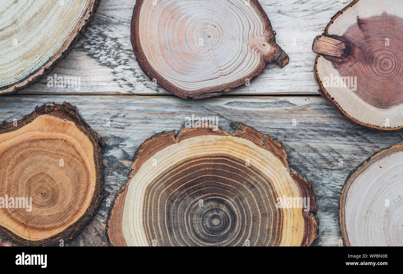 Tree slice hi-res stock photography and images - Alamy