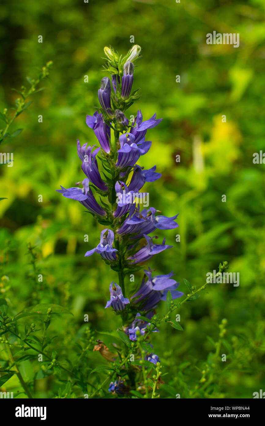 Last of the Summer wildflowers in the Midwest Stock Photo - Alamy