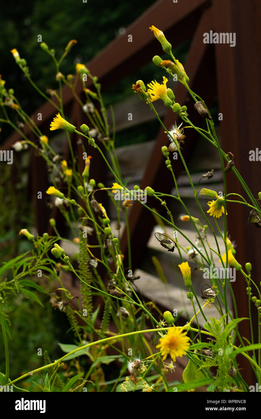 Last of the Summer wildflowers in the Midwest Stock Photo - Alamy