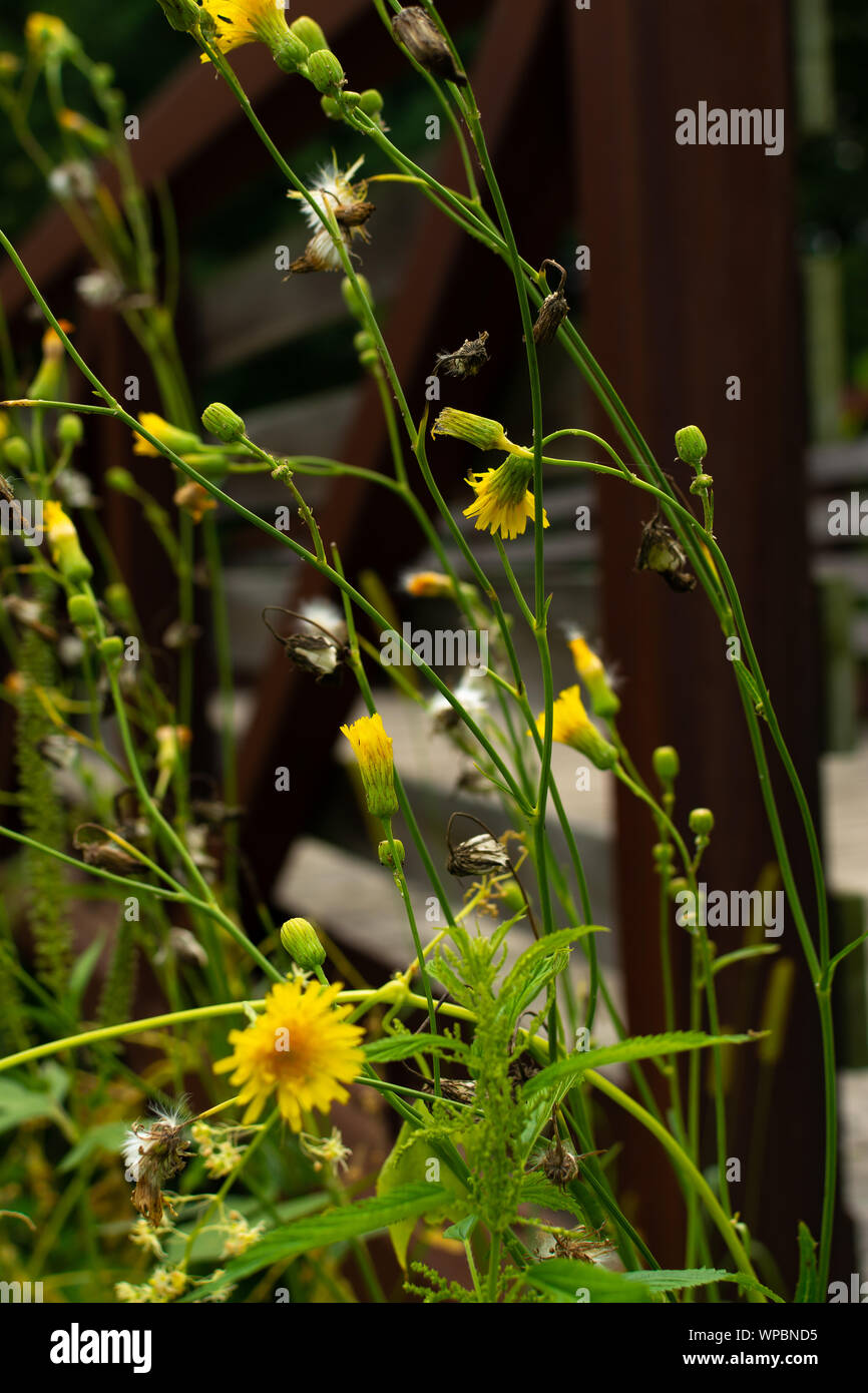 Last of the Summer wildflowers in the Midwest Stock Photo - Alamy