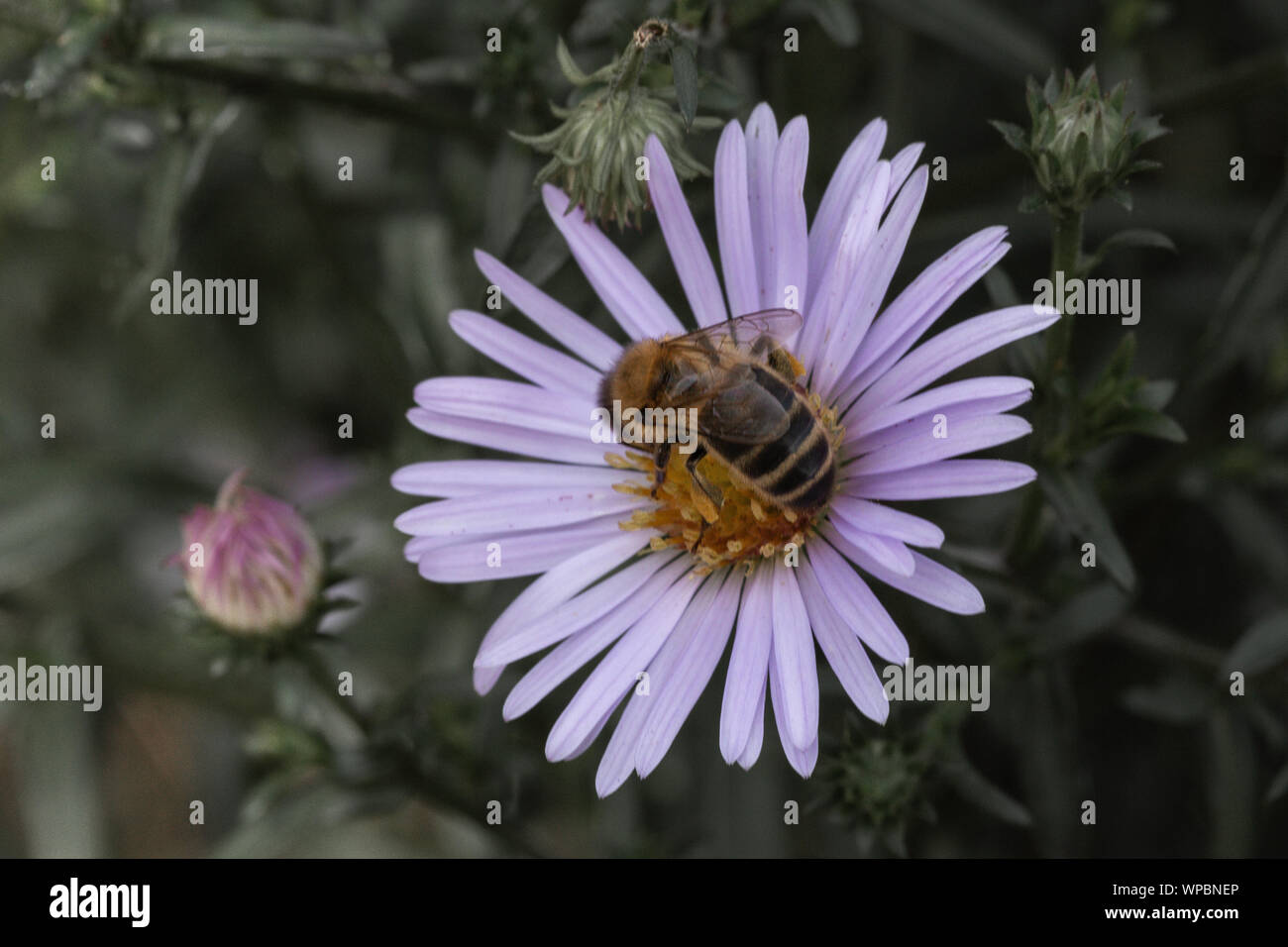 Summer vibes with bumble bee sitting on purple flower Stock Photo - Alamy