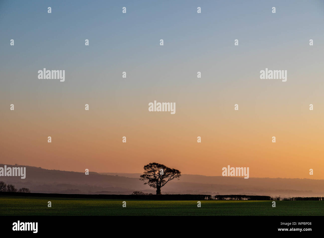 A single tree sits in a Shropshire field and the sky turns orange Stock ...