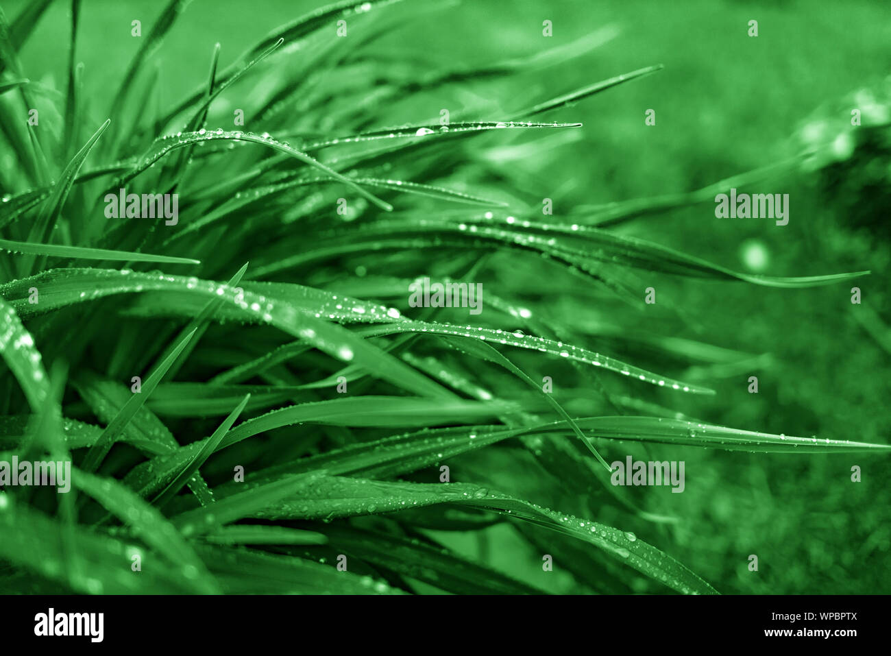 Green plants with dew drops Stock Photo - Alamy