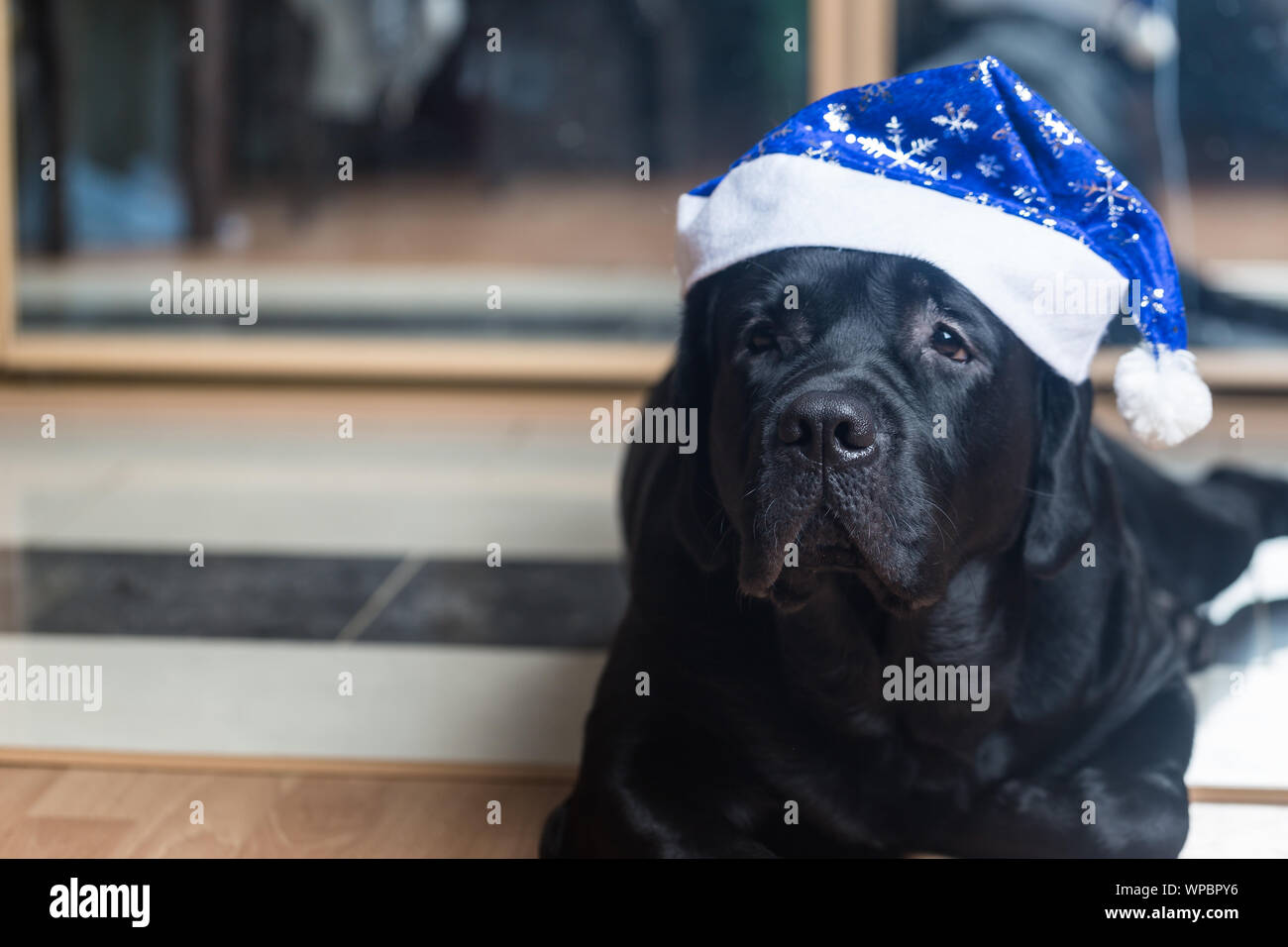 Black lab santa hat hi-res stock photography and images - Alamy